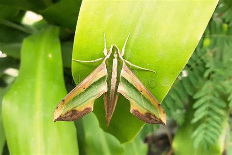 Moth Disguised Itself As A Leaf Stock Image Image Of Insect Exotic