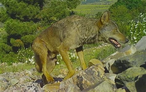 Lobo Atacando A Humano