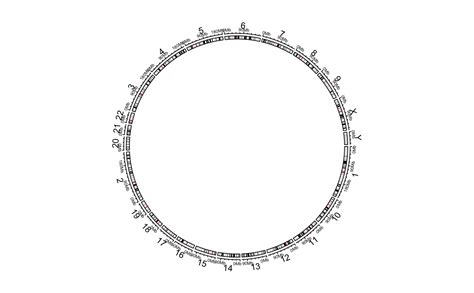 Initialize The Circular Layout With An Ideogram — Circos