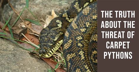 Are Carpet Pythons Dangerous