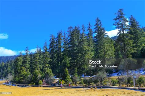 롤링 힐스 및 스파스 나무 샹그릴라 Pudacuo 국립 삼림 공원 윈난 성 중국에서에서 광범위 한 노란색 초원 0명에 대한 스톡 사진 및 기타 이미지 Istock