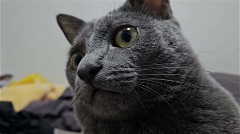 나는야 먼지 러시안블루 고양이 Youtube