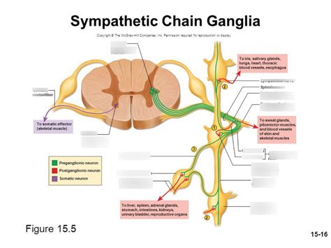 sympathetic chain ganglia diagram quizlet