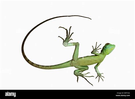 Green Basilisk Lizard Running On Water