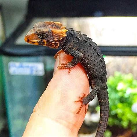 Everything You Need To Know About Red Eyed Crocodile Skink Lifespan