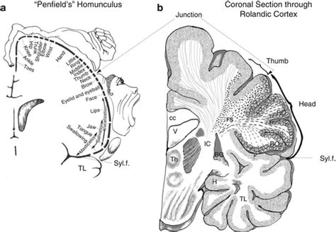 Rolandic Surgery Neupsy Key