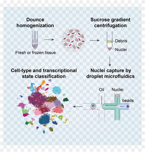 Advanced Gene Search Single Nuclei Rna Seq HD Png Download 800x800 6659311 PinPng