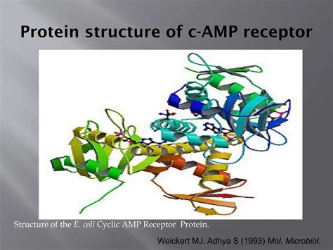Molecullar Biology Sajid Presentation 1 Pptx