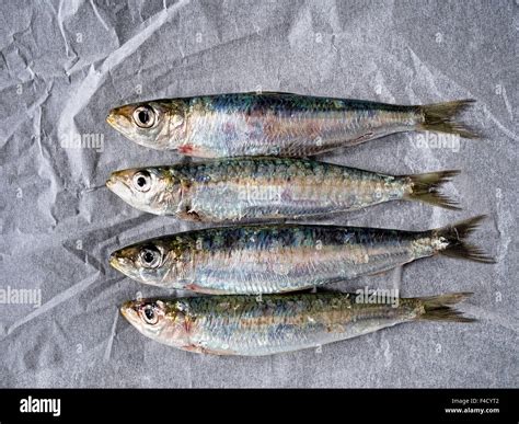 Pilchards Hi Res Stock Photography And Images Alamy