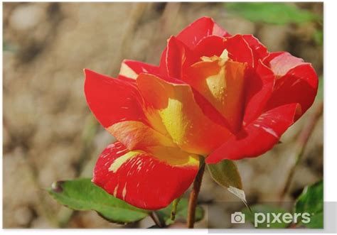 Poster Rose Caribia 01 Pixersse