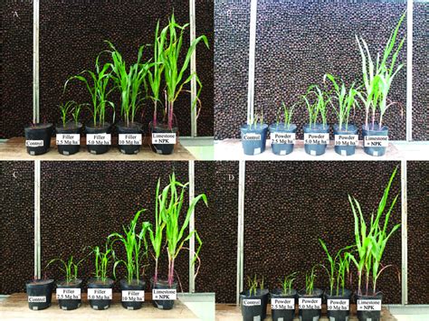Development Of Sorghum Sorghum Bicolor Plants Grown In A Humic