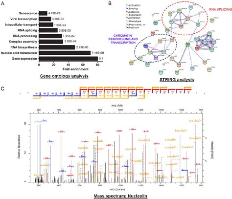 Table 1 From Targeting The Oncogenic Tbx3 Nucleolin Complex To Treat Multiple Sarcoma Subtypes
