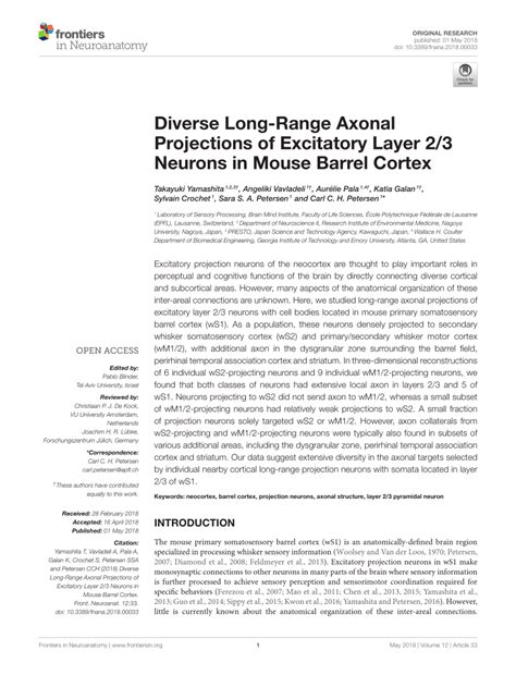 Pdf Diverse Long Range Axonal Projections Of Excitatory Layer 23 Neurons In Mouse Barrel Cortex