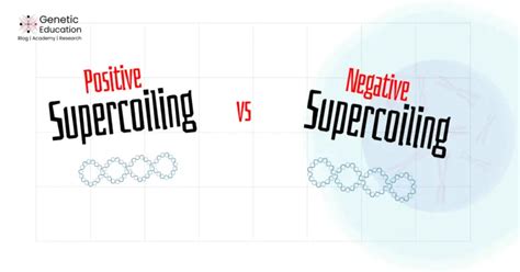 Positive Vs Negative Supercoiling Explained Genetic Education