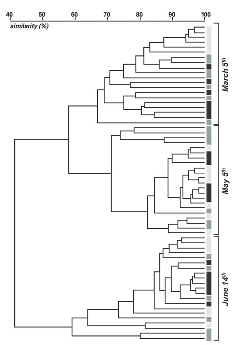 Clustering Of Dgge Fingerprinting Generated By Upgma Based On The