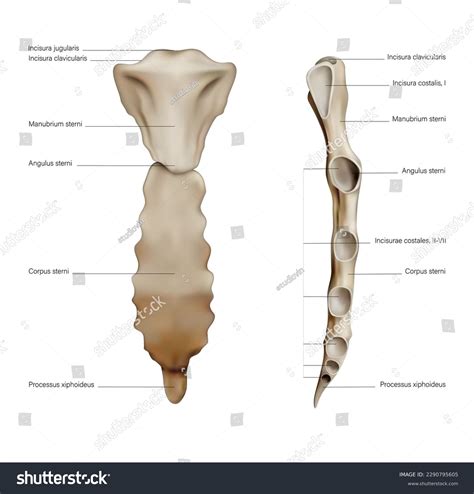 Anatomy Structure Human Sternum Vector 3d เวกเตอร์สต็อก ปลอดค่า