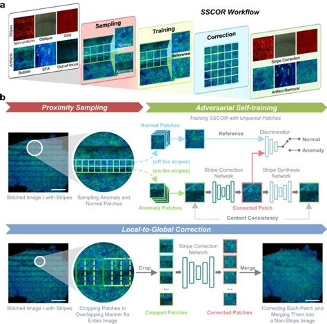 Nikon Instruments On Linkedin Deeplearning Microscopy
