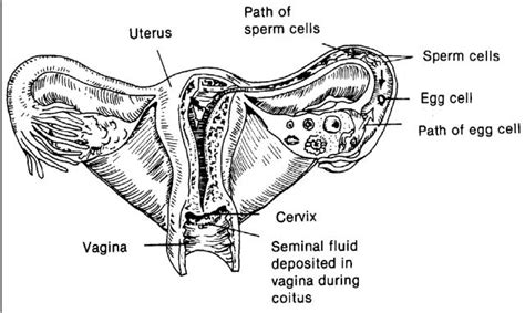 2 02 Principles Of Fertilization Conception Obstetric And Newborn