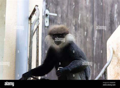 Purple Faced Langur Is South Subspecies Semnopithecus Vetulus Vetulus Endemic Species To Sri
