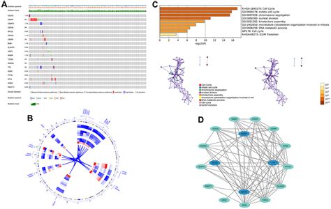 Cellular Senescence Related Gene Signature As A Valuable Predictor Of Prognosis In