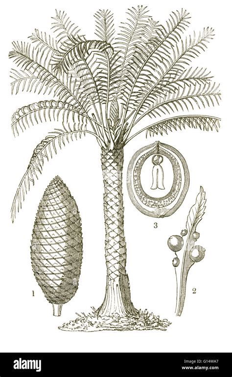 Cycas Diagram Labeled