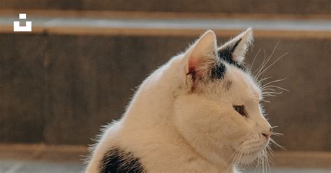 일부 계단에 앉아있는 검은 색과 흰색 고양이 사진 Unsplash의 무료 고양이 이미지