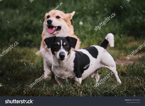 Black And White Jack Russell Puppies