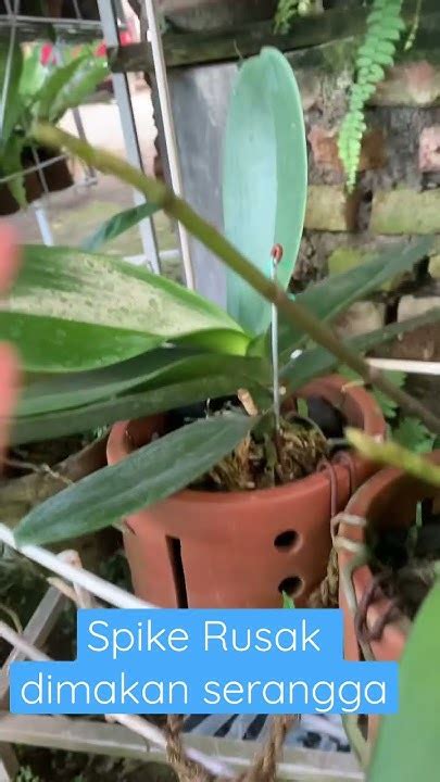Double Spike Anggrek Bulan Rusak Parah Dimakan Serangga Anggrekbulan