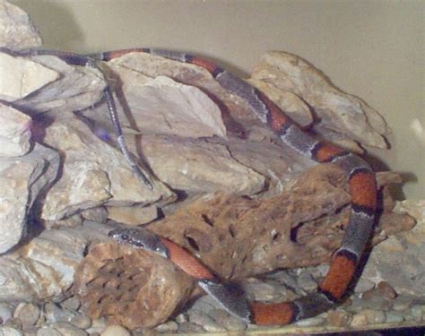 Snakes