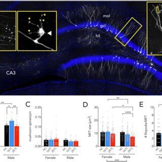 Training Reveals Sex And Temperature Dependent Plasticity A Download Scientific Diagram