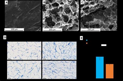 sem imaging and pore size analysis of mineralized collagen and