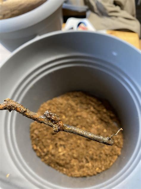 Raspberry Cane With Minimal Roots Rberries