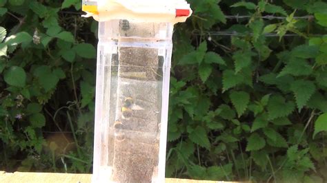 Behaviours Object Detection Dataset And Pre Trained Model By Bee Behaviour