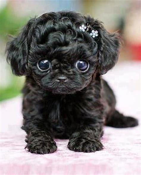 Teacup Dog
