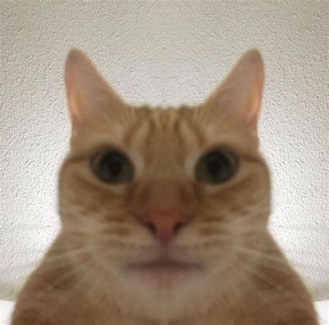 Goofy Ahh Cat