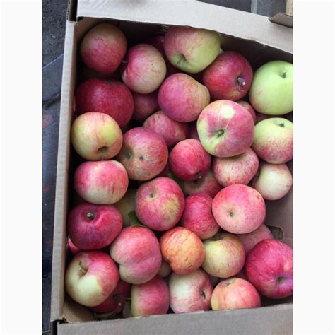 Яблоки оптом — Agro Kazakhstan