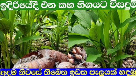 ආවම පොහොර භාවිතයෙන් සාර්ථක යටිතල කහ වගාව Kaha Wagawa Youtube
