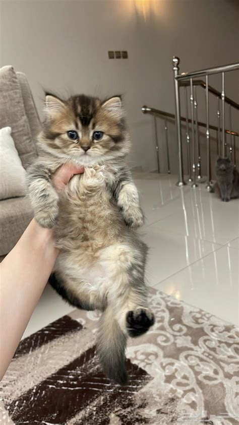 قطة صغيرة بعمر شهر ونصف كتن سكوتش هجين شيرازي مو موقع حراج