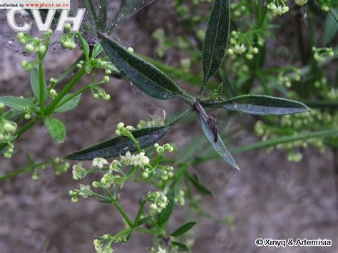 山东茜草Rubia truppeliana Loes 植物图片库 植物通