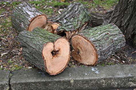 봄철 나무 가지 치기 나무 줄기 자르기 이끼 덮인 정자 줄기 관목 가지 자르기 가지에 겨우살이 나무 위생 가지 치기 나무 다듬기 나무 가지 치기 회색 통나무 0명에 대한
