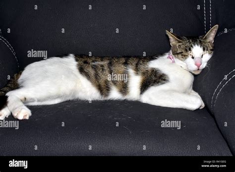 Domestic Tabby Cat Stock Photo Alamy