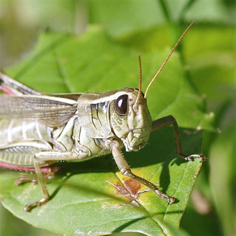 Green Grasshopper Scientific Name