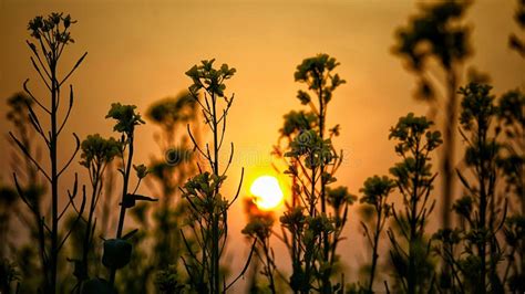 Silhouette Des Plantes Moutardes Au Coucher Du Soleil Photo Stock