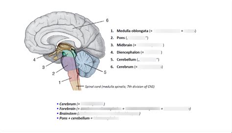 Diagram Of Slide 13 Major Divisions Of The Brain Quizlet