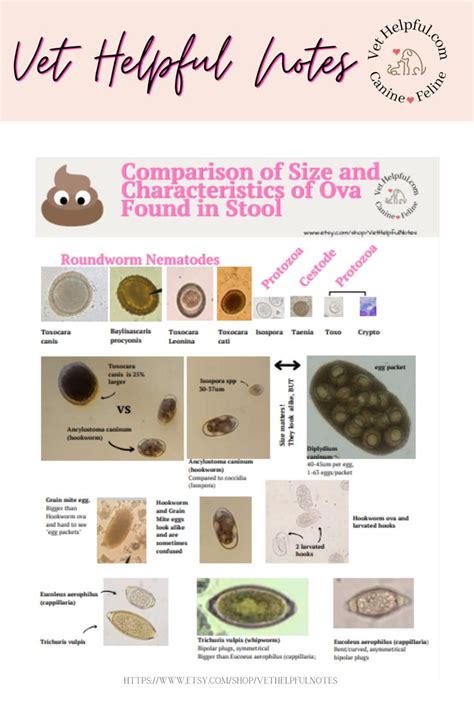 Vet Tech Fecal Parasite Guide Navle Disease Template Veterinary