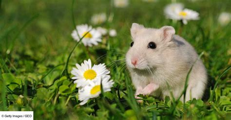 Quelle Est La Différence Entre Un Rat Et Une Souris Geo Fr