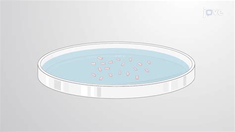 Video Isolation Of Neural Stem Progenitor Cells From The Spinal Cord Periventricular Region Of