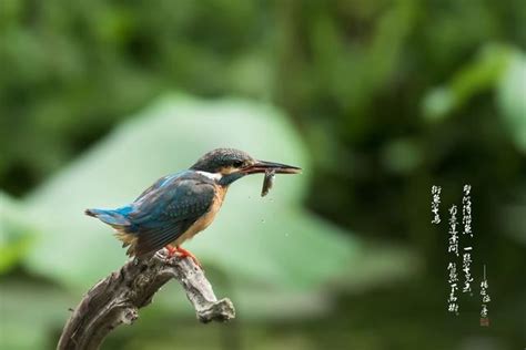 銜魚翠鳥 動物攝影 每日頭條
