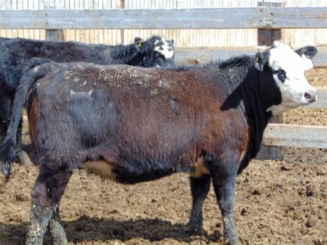 Leon Torkelson 850 April Delivery Heifers 22 Head Millicent Ab