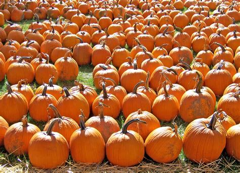 Pumpkins Patch Autumn Free Photo On Pixabay